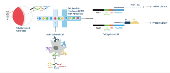 Don’t Fear the REAP-Seq: Simultaneous Measurement of Proteins and RNAs ...