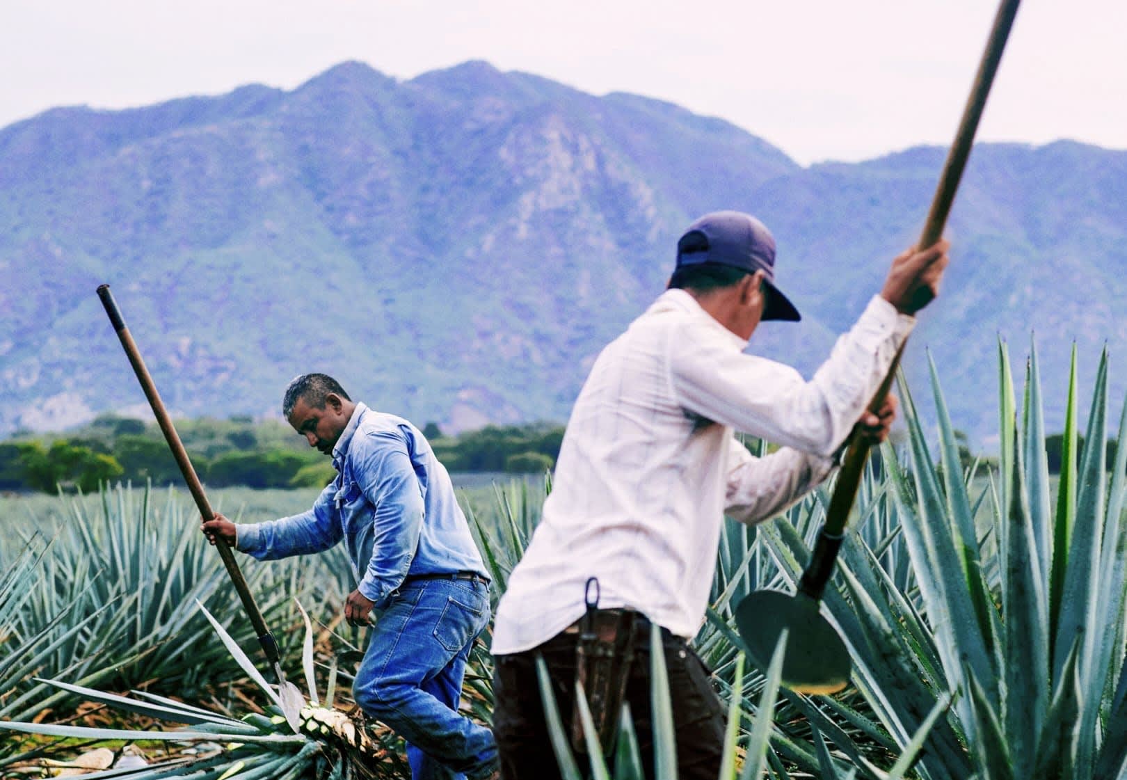 Lunazul Tequila | Heaven Hill Brands