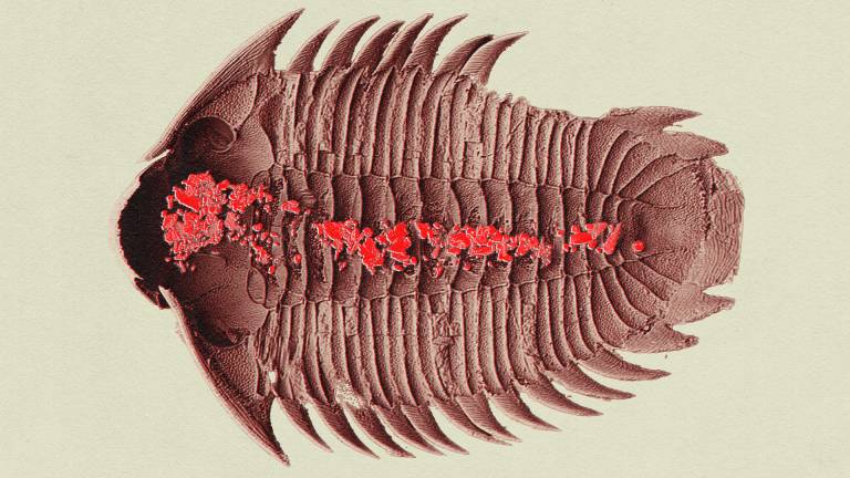 Jak paleontologové koukají trilobitům do talíře | WIRED