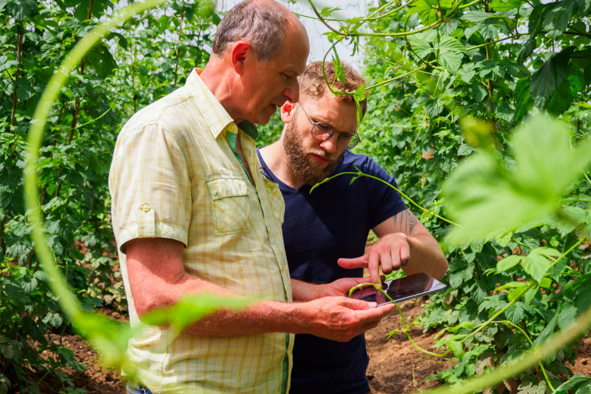 Plzeňský Prazdroj vytvořil aplikaci, která pěstitelům poradí, kdy a jak ...