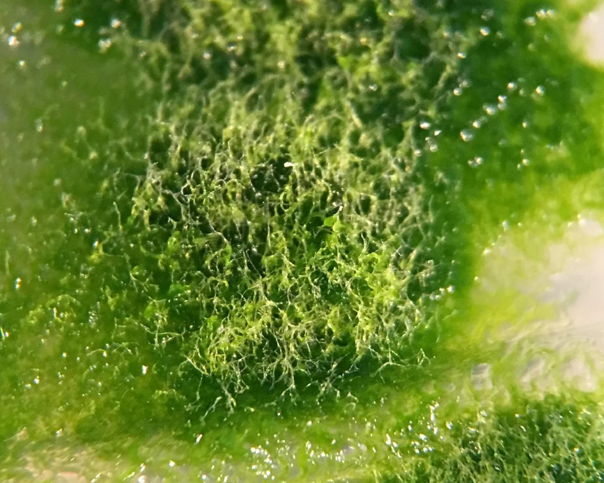 Draparnaldia erecta: nově objevená řasa pomůže objasnit evoluci | WIRED