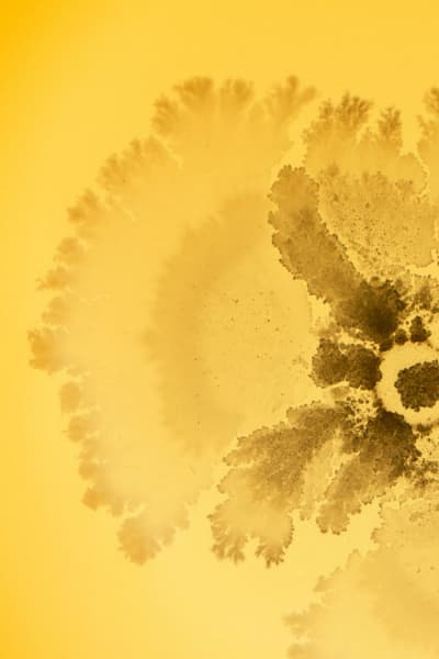Seed • Our Science