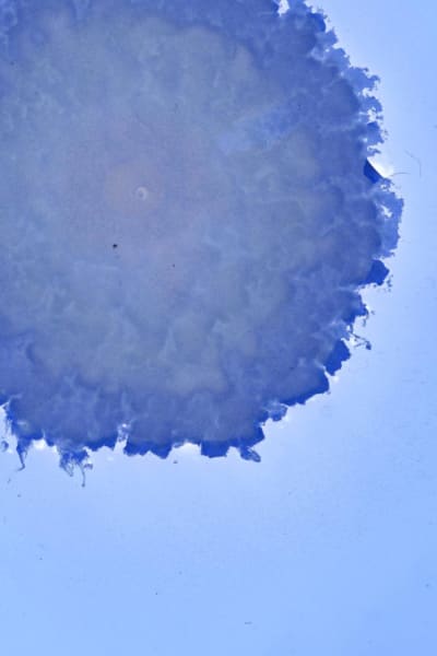 Seed • Our Science