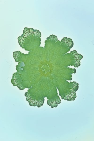 Seed • Our Science