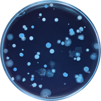 PDS-08® Prebiotic + Probiotic for Kids • Seed