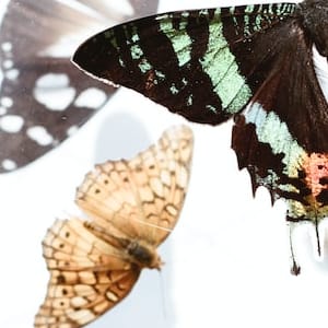 To have butterflies in your stomach: Idiom Meaning and Origin - The ...