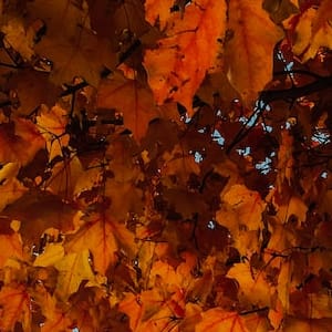 fall into a trap: Idiom Meaning and Origin - The Village Idiom