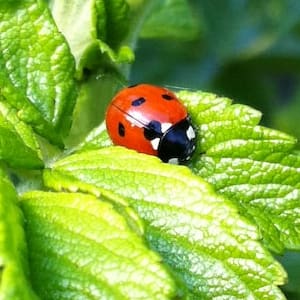 mint condition: Idiom Meaning and Origin - The Village Idiom