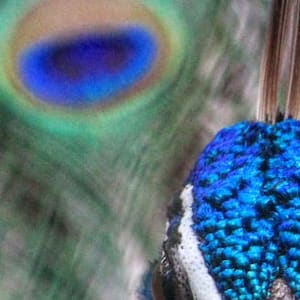 proud as a peacock: Idiom Meaning and Origin - The Village Idiom