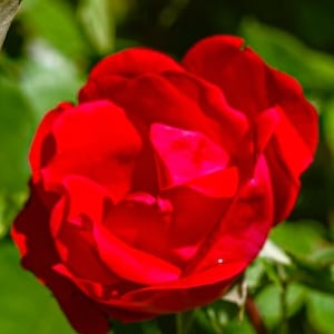 hen's tooth: Idiom Meaning and Origin - The Village Idiom