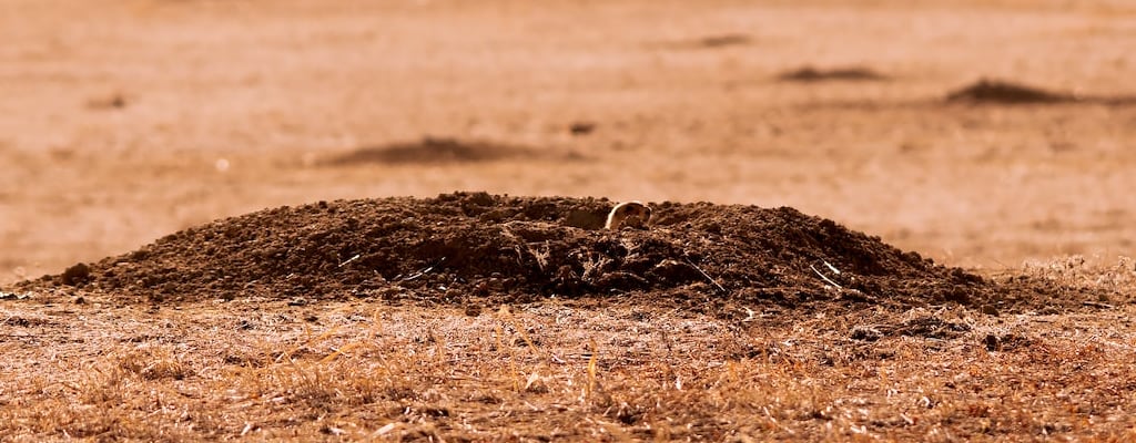 brass-neck: Idiom Meaning and Origin - The Village Idiom