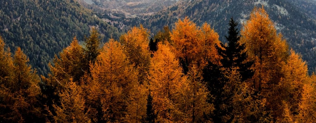 fall in line: Idiom Meaning and Origin - The Village Idiom