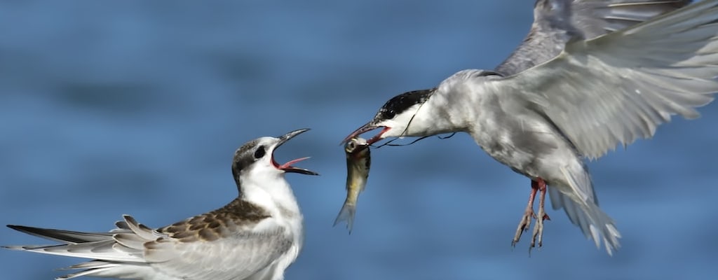 take its toll: Idiom Meaning and Origin - The Village Idiom