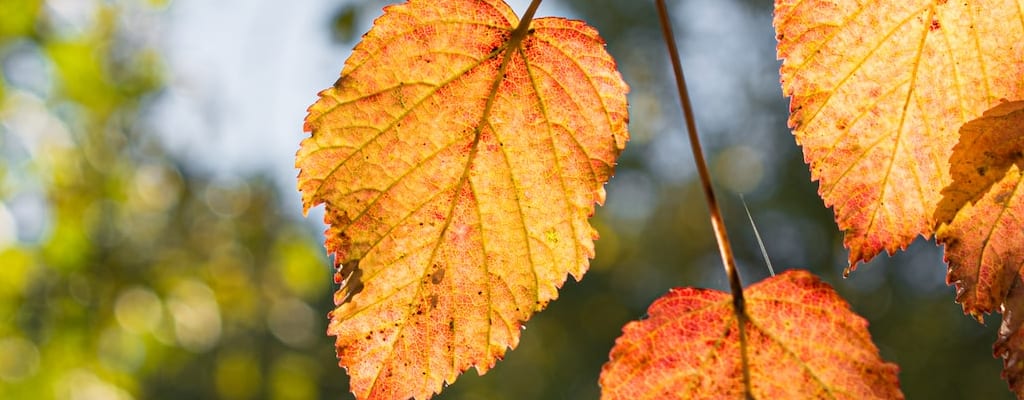 see through: Idiom Meaning and Origin - The Village Idiom