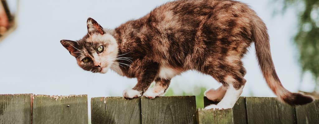 look what the cat's dragged in: Idiom Meaning and Origin - The Village ...