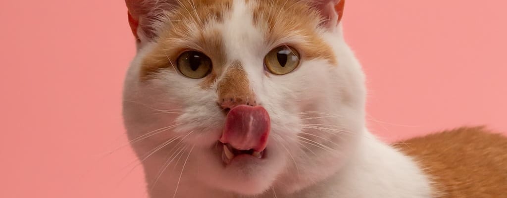 on the prowl: Idiom Meaning and Origin - The Village Idiom