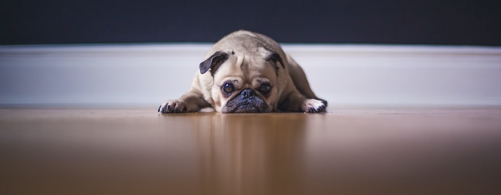 help a lame dog over a stile: Idiom Meaning and Origin - The Village Idiom