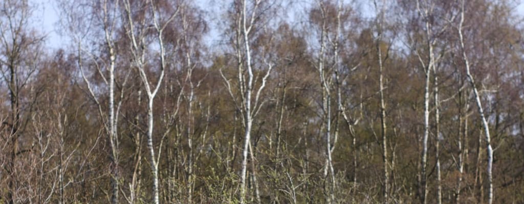 tread carefully: Idiom Meaning and Origin - The Village Idiom