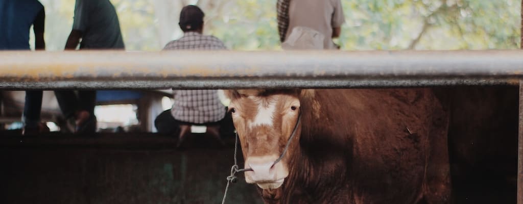 go round in circles: Idiom Meaning and Origin - The Village Idiom