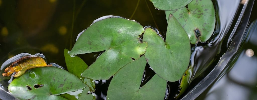fare thee well: Idiom Meaning and Origin - The Village Idiom