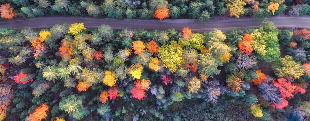 see the forest for the trees: Idiom Meaning and Origin - The Village Idiom
