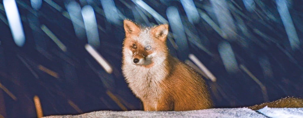 fox in the henhouse: Idiom Meaning and Origin - The Village Idiom