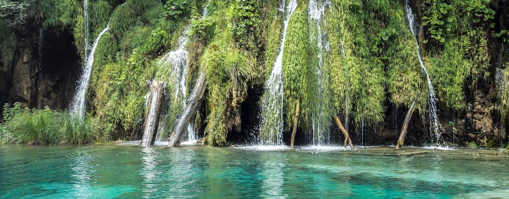 law of the jungle: Idiom Meaning and Origin - The Village Idiom