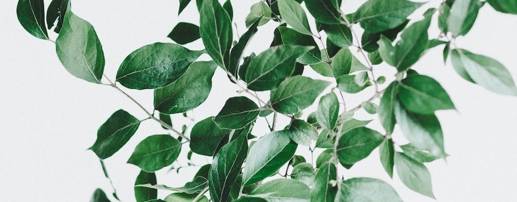 shake like a leaf: Idiom Meaning and Origin - The Village Idiom