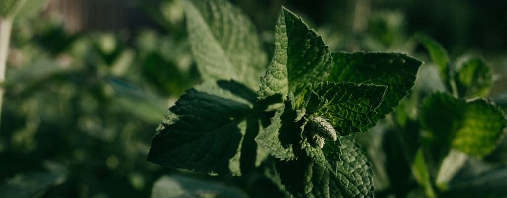 mint condition: Idiom Meaning and Origin - The Village Idiom