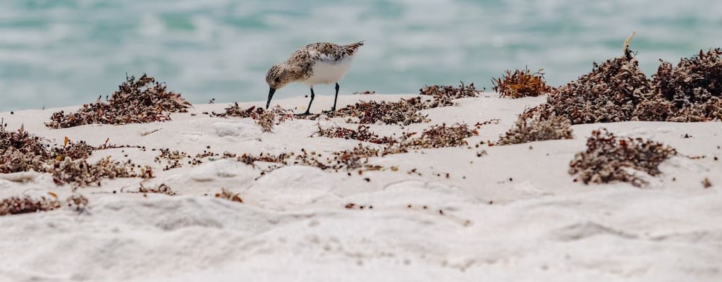 over one's skis: Idiom Meaning and Origin - The Village Idiom