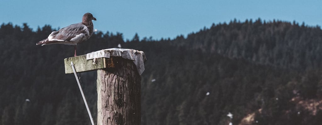 pass muster: Idiom Meaning and Origin - The Village Idiom