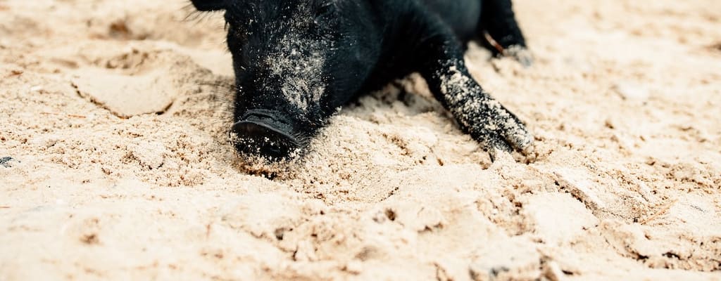 pig in a poke: Idiom Meaning and Origin - The Village Idiom