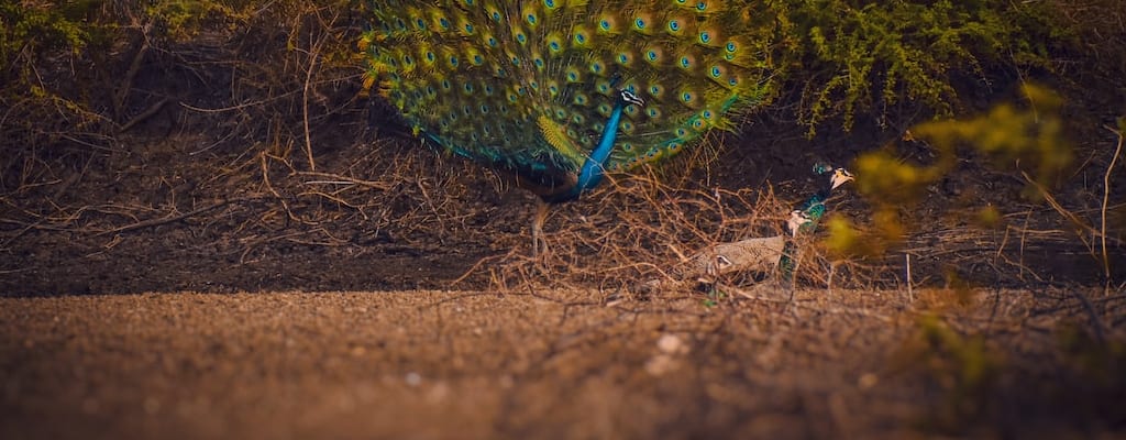 proud as a peacock: Idiom Meaning and Origin - The Village Idiom