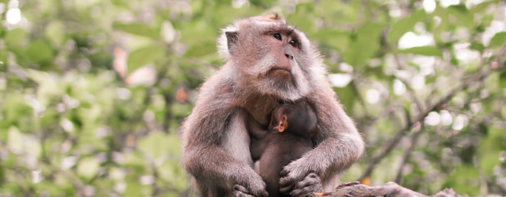 spank the monkey: Idiom Meaning and Origin - The Village Idiom