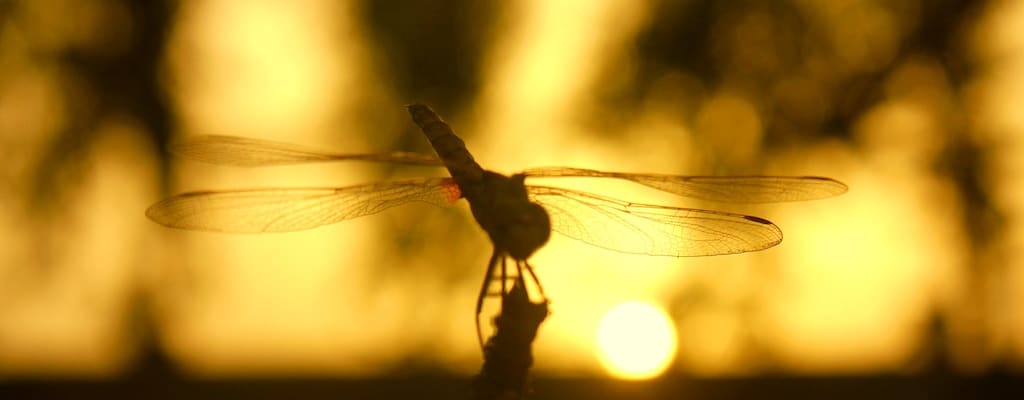 spitstick: Idiom Meaning and Origin - The Village Idiom