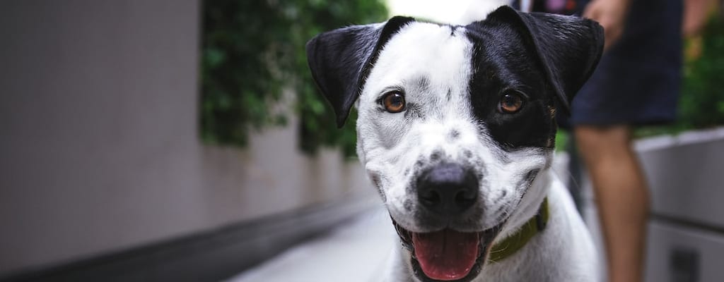 wag the dog: Idiom Meaning and Origin - The Village Idiom