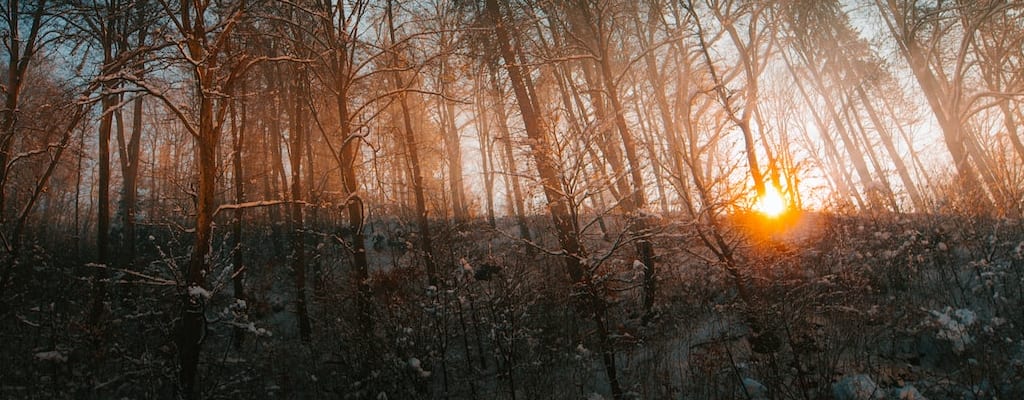 miss the woods for the trees: Idiom Meaning and Origin - The Village Idiom