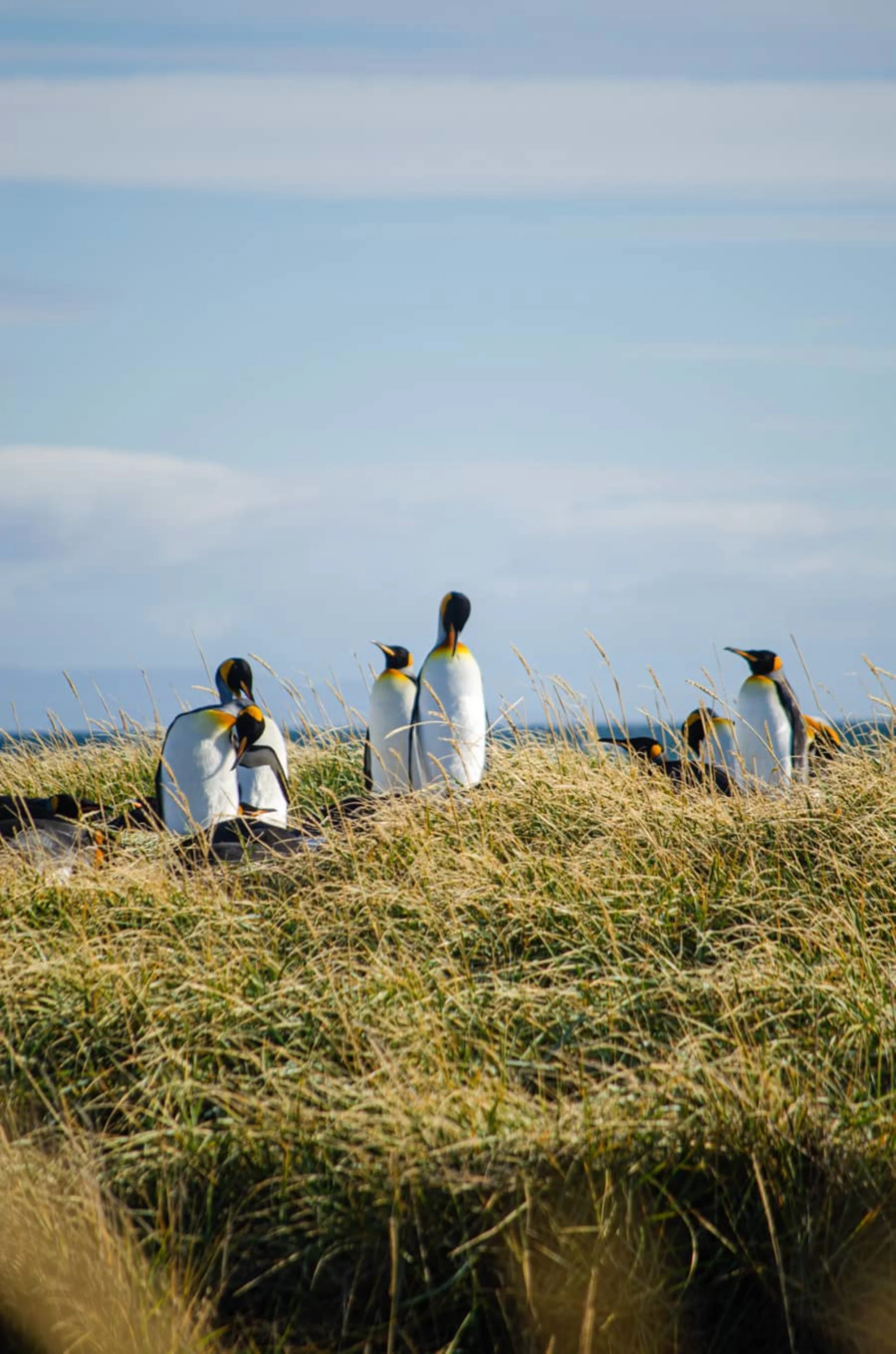 Tierra del Fuego, parte V: Pingüino Rey y los últimos días | Chile en Ruta
