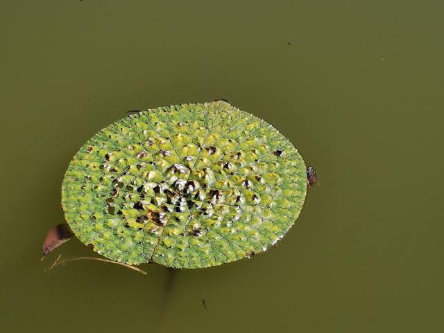 Natural Puff - Premium Roasted Makhana Snacks