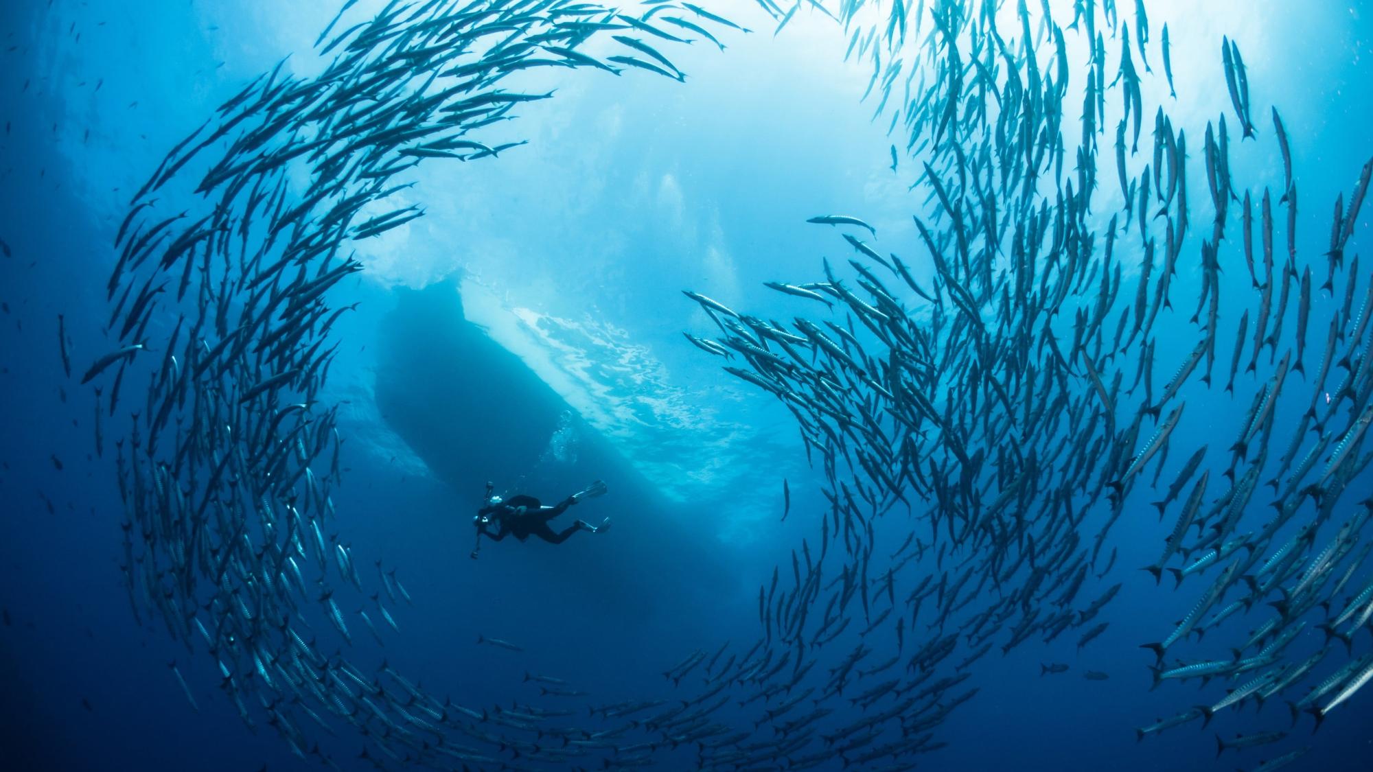Diver surrounded by a school of fish