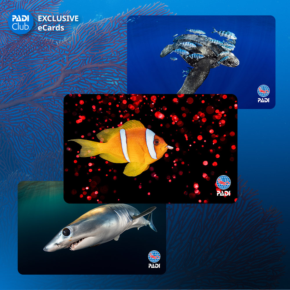 PADI Club Membership Benefits & Access