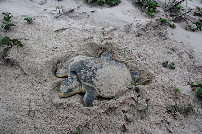 Sea turtle nesting begins along Texas coast - Austin Travels Magazine