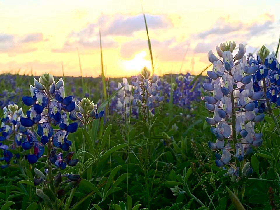 Go wild: A dozen spots to see Texas bluebonnets and wildflowers