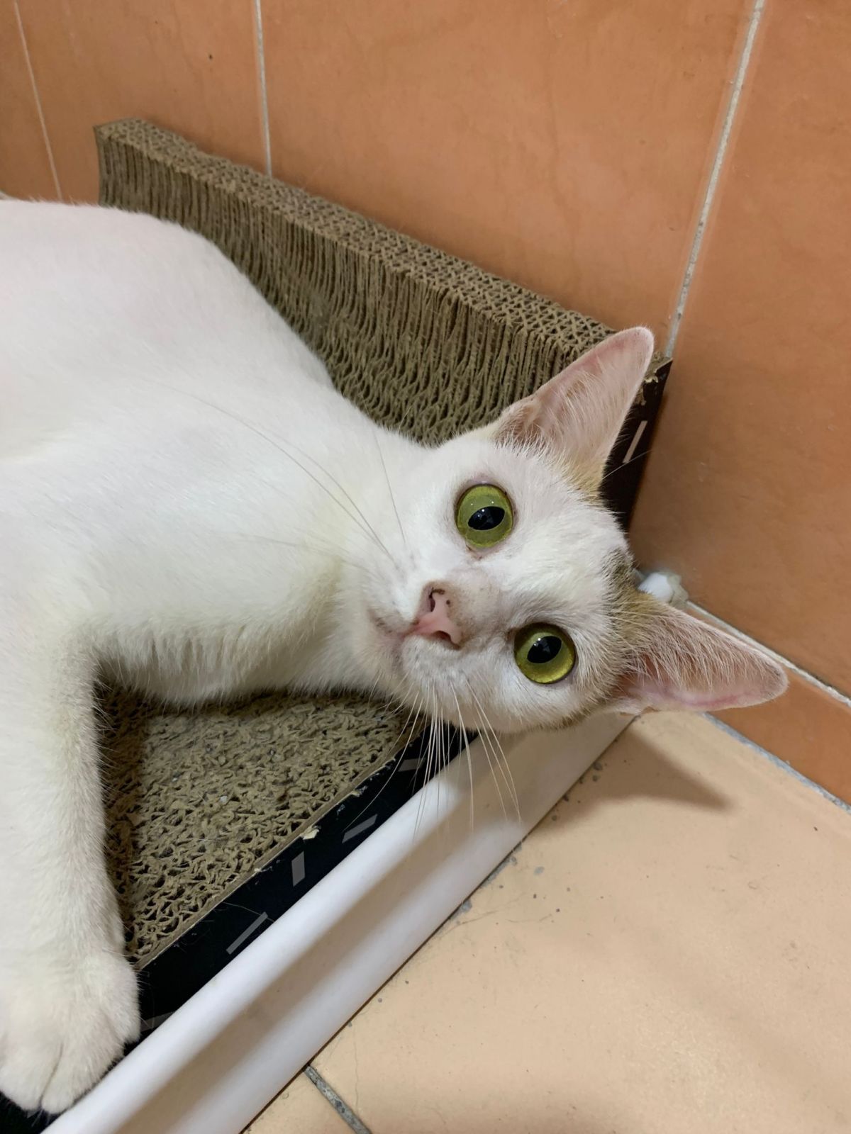 From Prison to Purrs: Save Romeo, Bliss, & More from Suffering 🐾