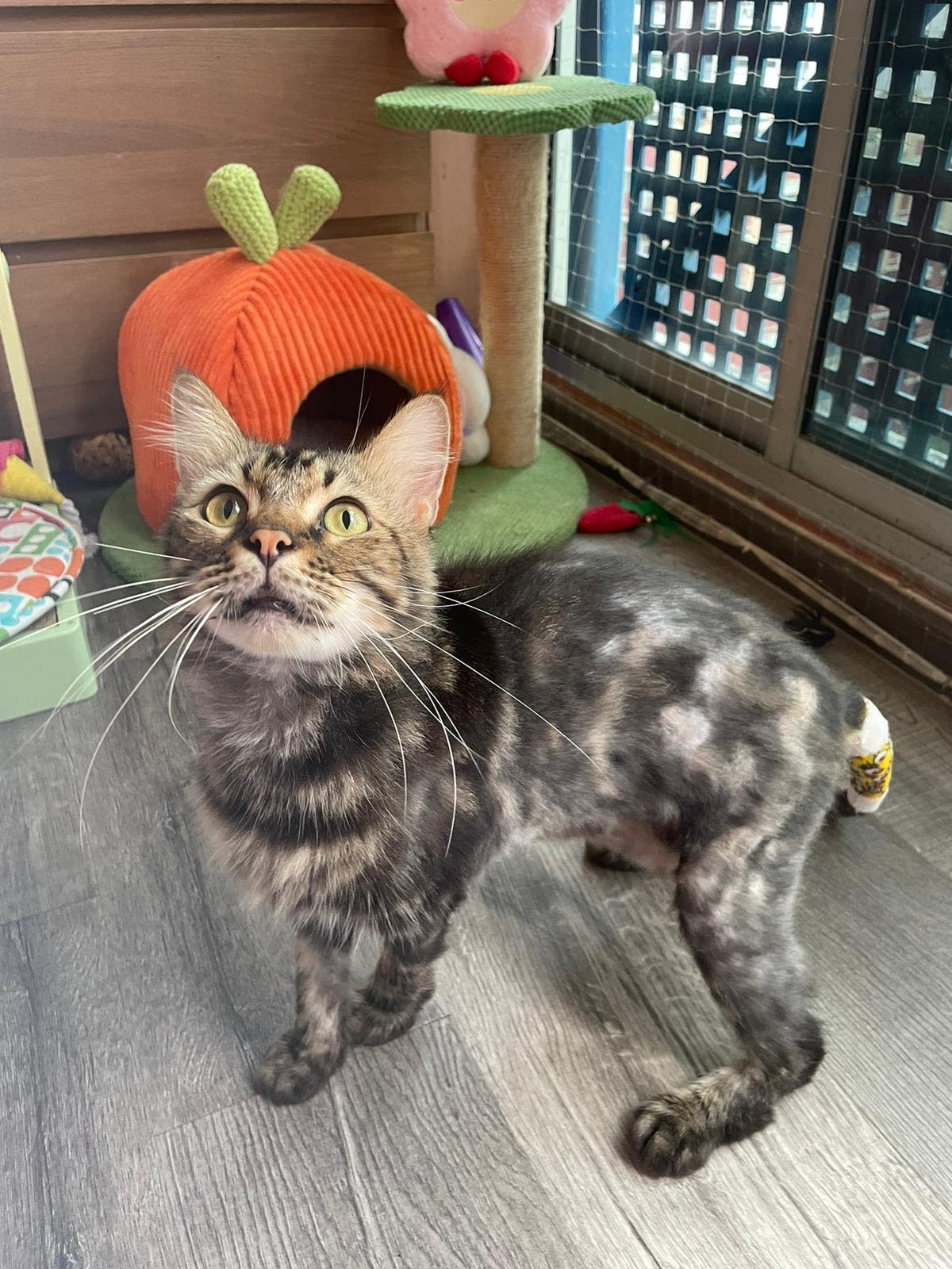 From Prison to Purrs: Save Romeo, Bliss, & More from Suffering 🐾