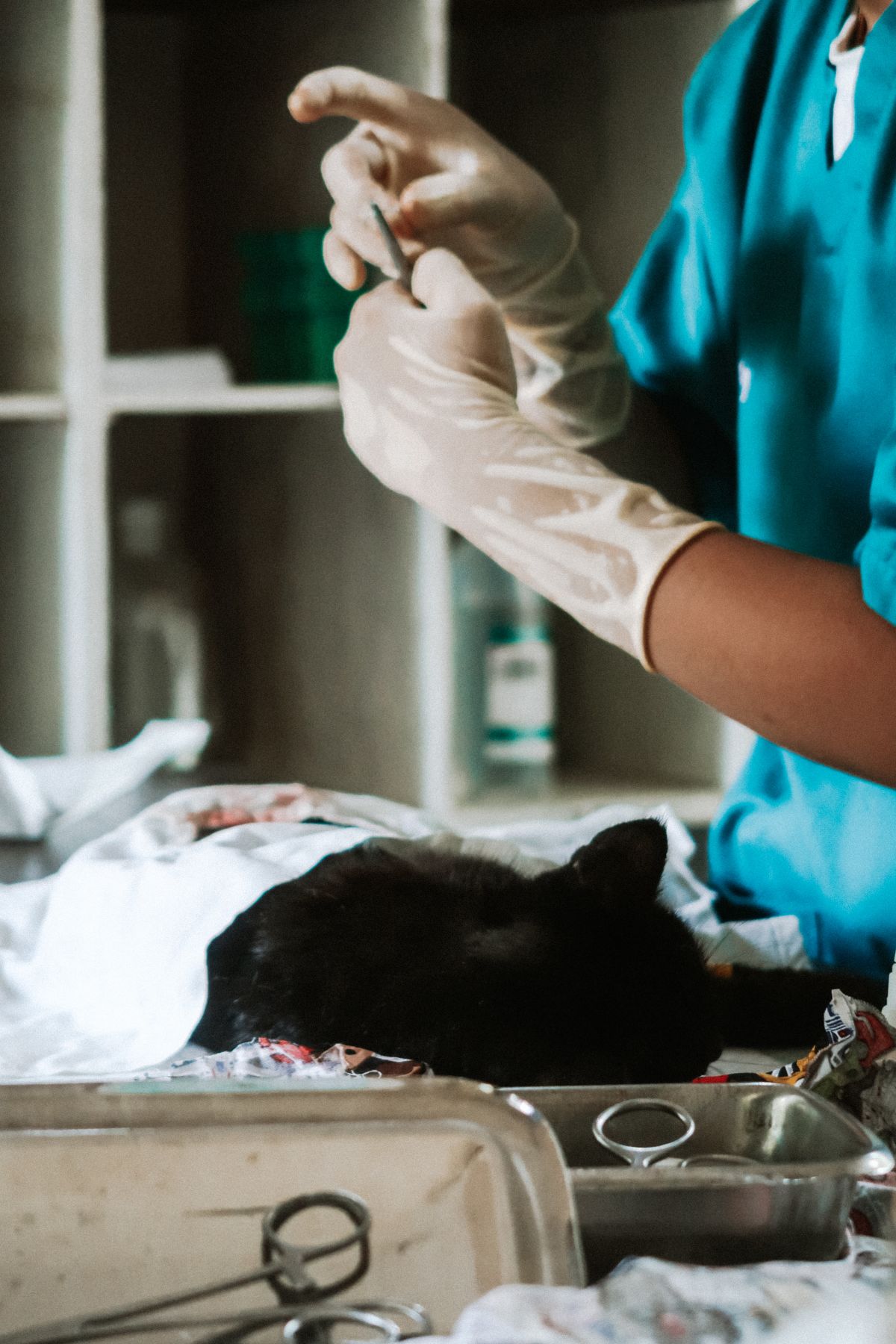 Help Unwanted, Neglected and Ill-Treated Animals on Gili Islands