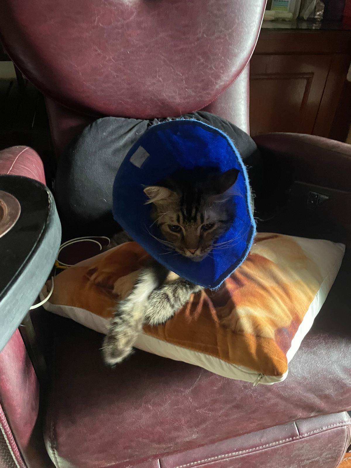 From Prison to Purrs: Save Romeo, Bliss, & More from Suffering 🐾