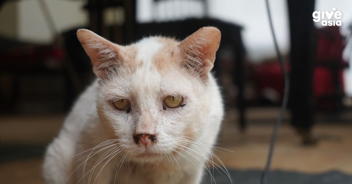 Cat Food for Community Cats