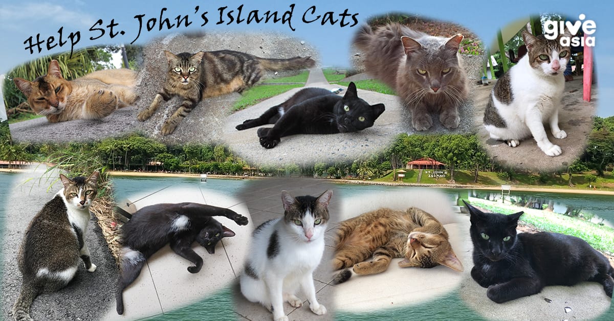 Aging, Sick, and in Need - Help St. John’s Island Cats
