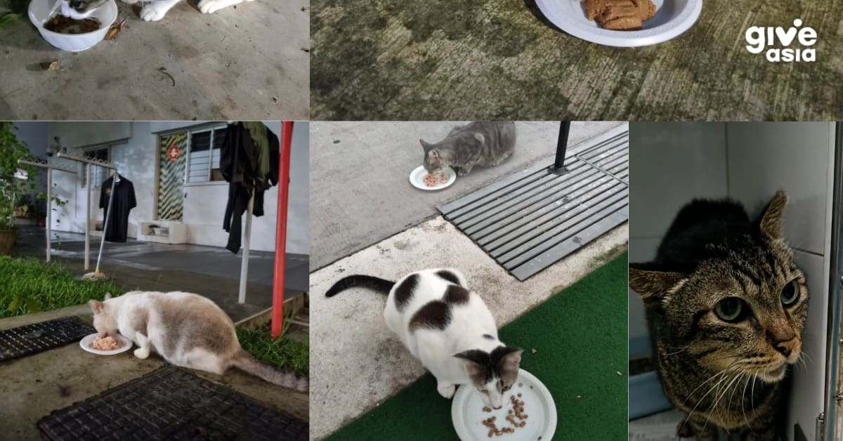 Plea To Help Boon Lay Community Cats